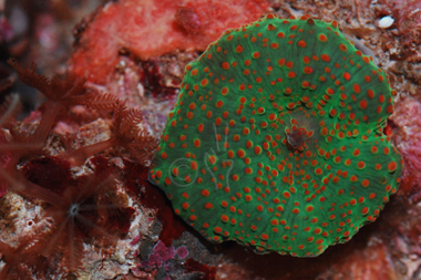 Red Spotted Mushrooms - Discosoma spp.