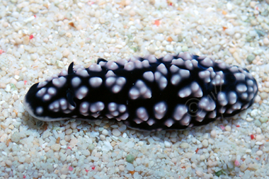 Purple Pimple Sea Slug - Phyllidia spp.