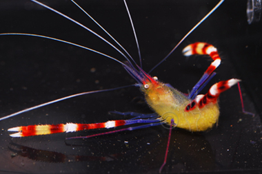 Yellow Coral Banded Shrimp - Stenopus cyanoscelis