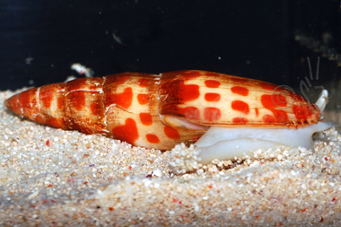 Orange Spotted Mitra Snail - Mitra mitra