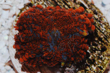Red Bullseye Mushroom - Rhodactis spp.