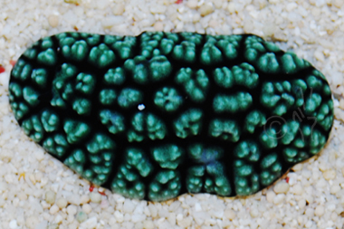 Teal Pimpled Sea Slug - Phyllidia spp.