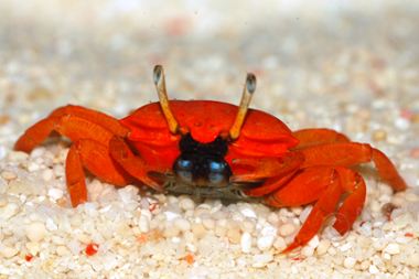 Does anyone have any experience with a "Red Burrowing Crab"? Does it ...