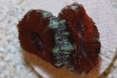 Aussie Acan Lord - Frag - Acanthastrea lordhowensis