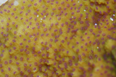 Blue Polyp Encrusting Montipora - Montipora spp.