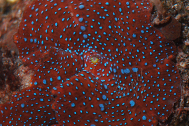 Blue Spotted Mushrooms - Discosoma spp.