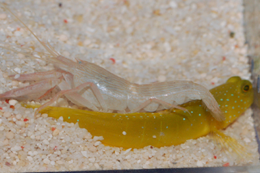 Yellow Watchman Goby & Pistol Shrimp Pair - Cryptocentrus cinctus ...