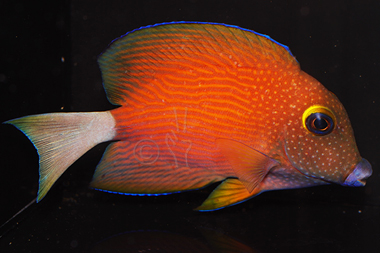 White Tail Bristletooth Tang - Ctenochaetus flavicauda