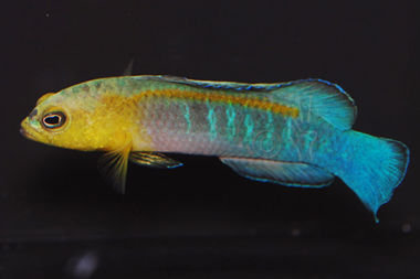 Bluelined Dottyback - Pseudochromis cyanotaenia