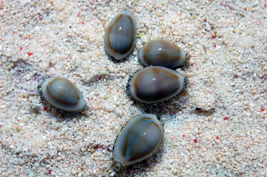 Money Shell Cowry - Lot of 5 - Cypraea moneta