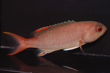 Purple Grouper - Juvenile - Gracila albomarginata cf