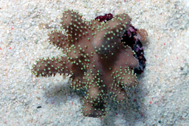 Green Polyp Crown Leather - Cultured - Lobophytum spp.