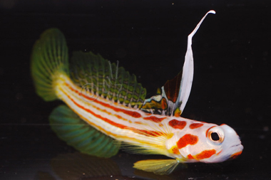 Yasha Hase Shrimp Goby - Stonogobiops yashia