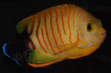 Tigerpyge Hybrid Angelfish - Centropyge eibli x flavissimus