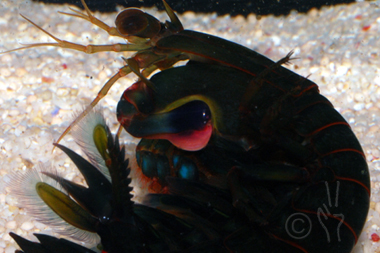Purple Spot Mantis Shrimp - Gonodactylus smithii