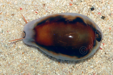 Chestnut Cowrie - Cypraea spp.