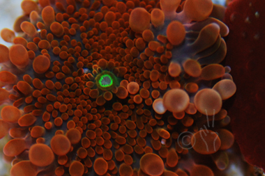 Orange Ricordea Yuma and Red Mushroom - Ricordea yuma, Actinodiscus spp.