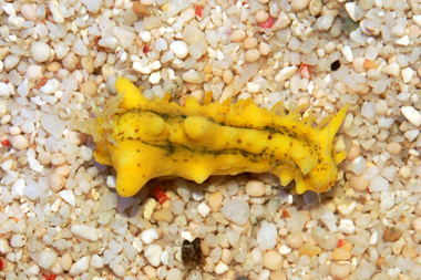 Yellow Sea Cucumber - Colochirus robustus