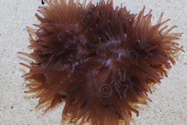 Purple Tip Ritteri Anemone - Heteractis magnifica