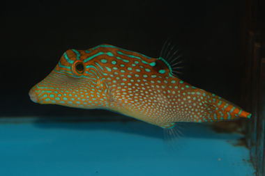 Blue Spot Toby Pufferfish - Canthigaster solandri