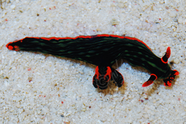 Cristate Sea Slug - Nembrotha cristata