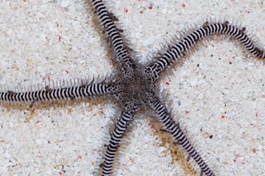 Zebra Brittle Starfish - Ophiocoma spp.