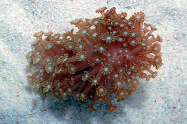 Green Polyp Daisy Coral - Alveopora spp.