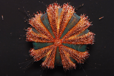 Red Royal Urchin - Mespilia globulus