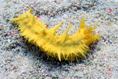 Yellow Sea Cucumber - Colochirus robustus