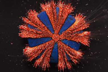 Red Royal Urchin - Mespilia globulus