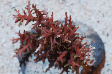 Dragon Acro - Cultured - Acropora carduus
