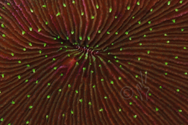 Plate Coral - Fungia spp.