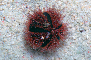 Red Royal Urchin - Mespilia globulus