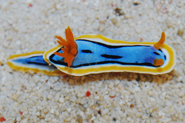 Anna's Sea Slug - Chromodoris annae