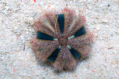 Royal Urchin - Mespilia globulus