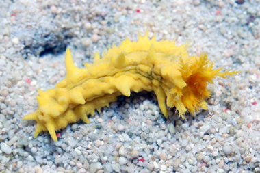 Yellow Sea Cucumber - Colochirus robustus