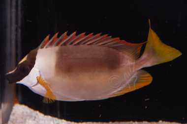 Silver Foxface Rabbitfish - Siganus magnificus