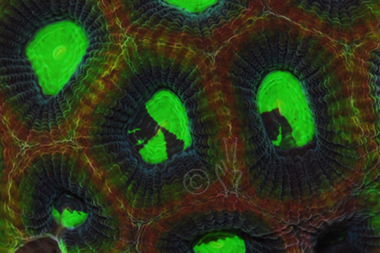 Rainbow Favia Brain - Favia spp.