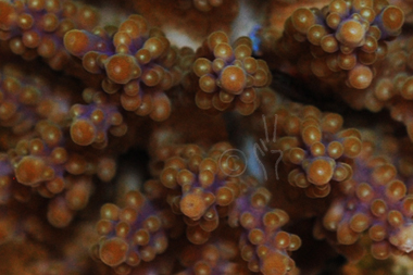 Tri Color Acro Coral - Acropora valida