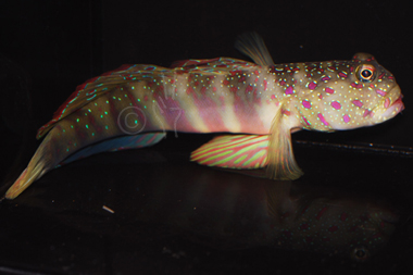 Pink Spotted Watchman Goby - Cryptocentrus leptocephalus