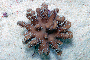 Crown Leather - Cultured - Lobophytum spp.