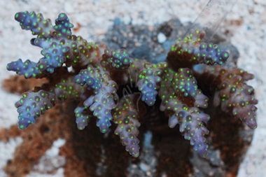 TriColor Acro - Cultured - Acropora valida