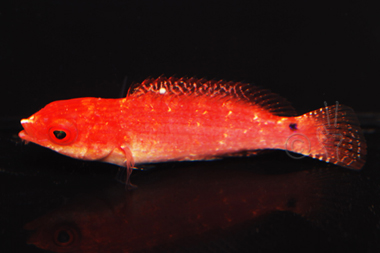 Red Fin Fairy Wrasse - Female - Cirrhilabrus rubripinnis