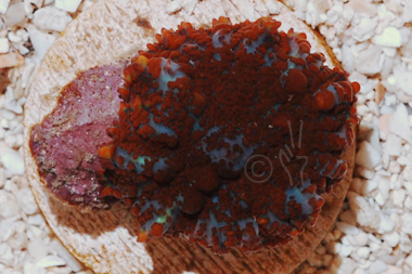 Superman Bullseye Mushroom - Rhodactis spp.