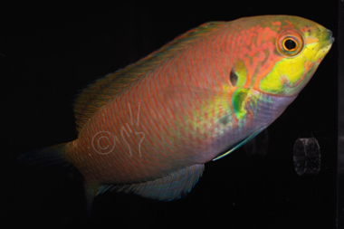 Moyer's Leopard Wrasse - Macropharyngodon moyeri