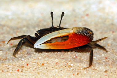 Big Claw Fiddler Crab - Uca spp.