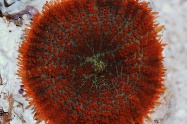 Bullseye Mushrooms - Rhodactis spp.