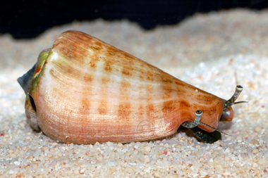Tiger Sand Conch - Strombus spp.