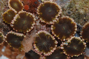 Colored Lunar Eclipse Paly's - Palythoa spp.