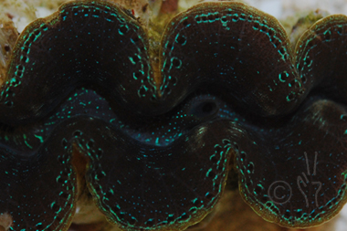 Pumping Xenia - Cultured - Xenia spp.